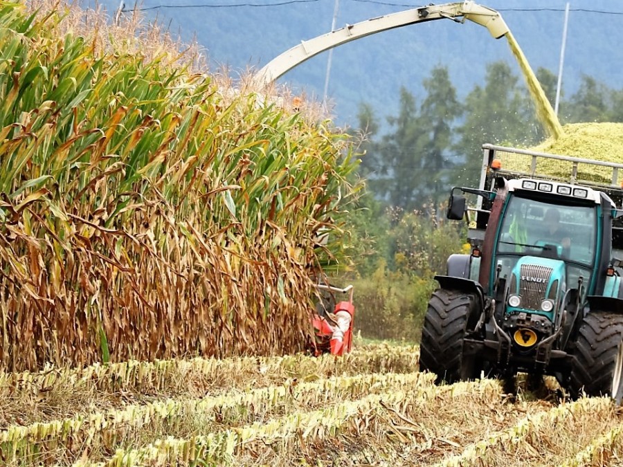 Der Mais wird geerntet – „So gut war der noch nie“